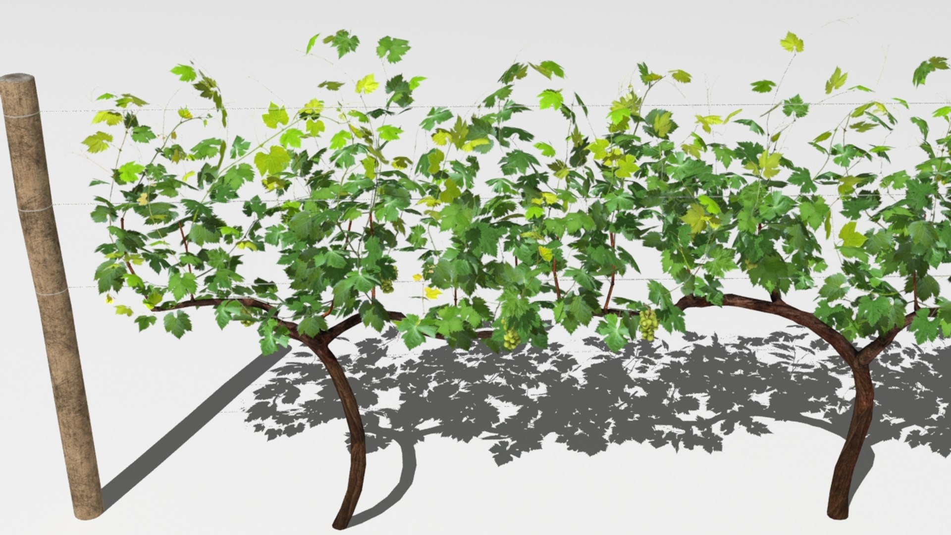 3D Vineyard Grapes Model - TurboSquid 1419013