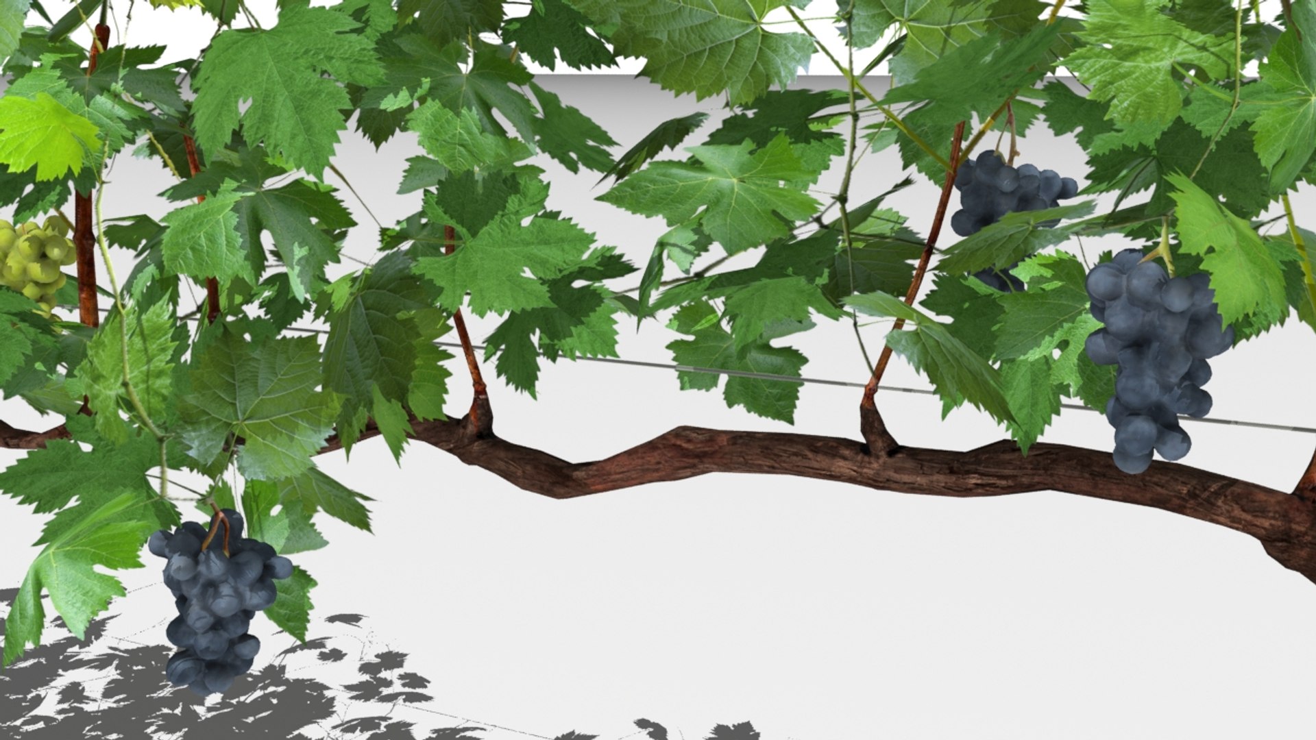 3D Vineyard Grapes Model - TurboSquid 1419013