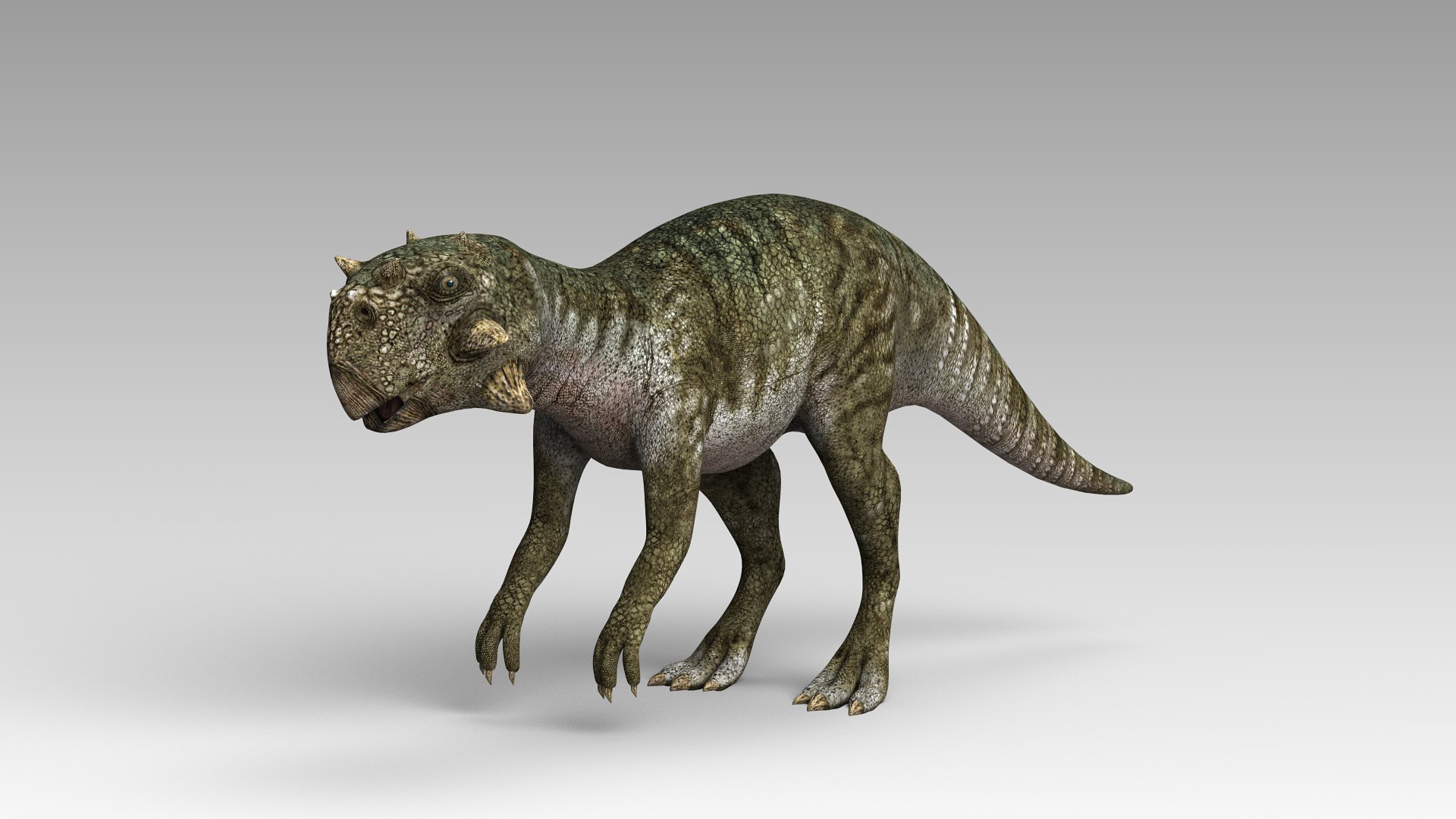 Max Psittacosaurus Dinosaurs