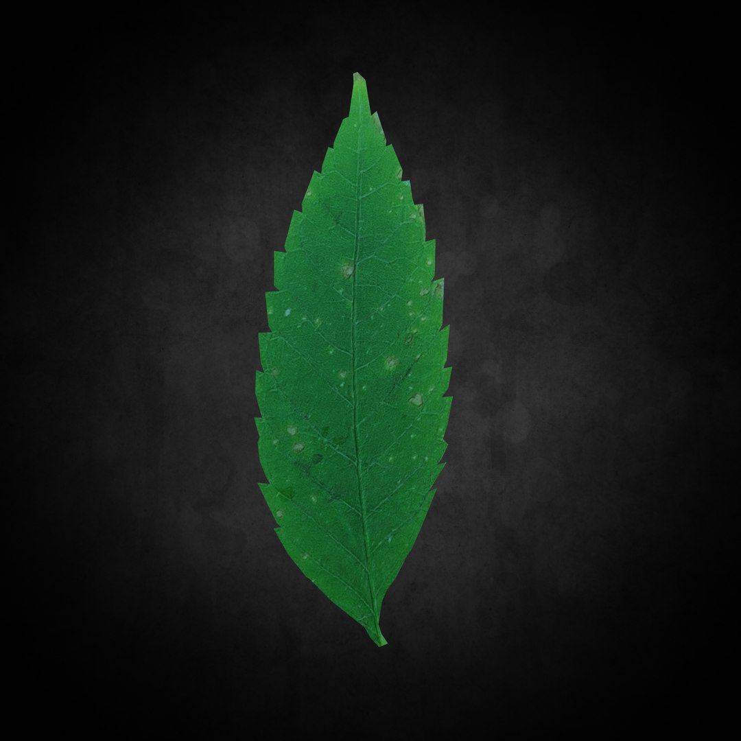 3D Low Poly Leaf 090 Model - TurboSquid 1852564