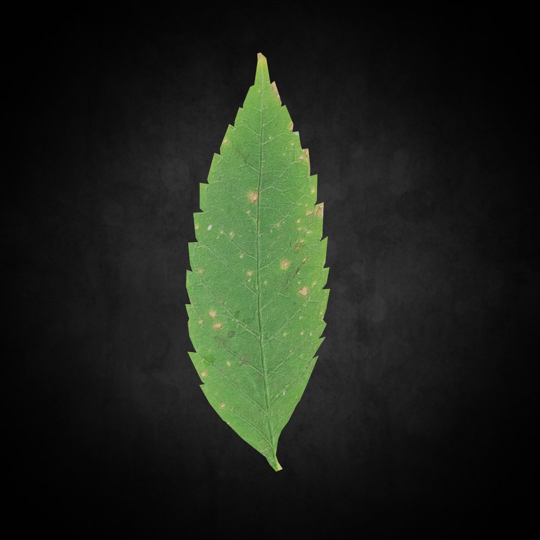 3D Low Poly Leaf 090 Model - TurboSquid 1852564
