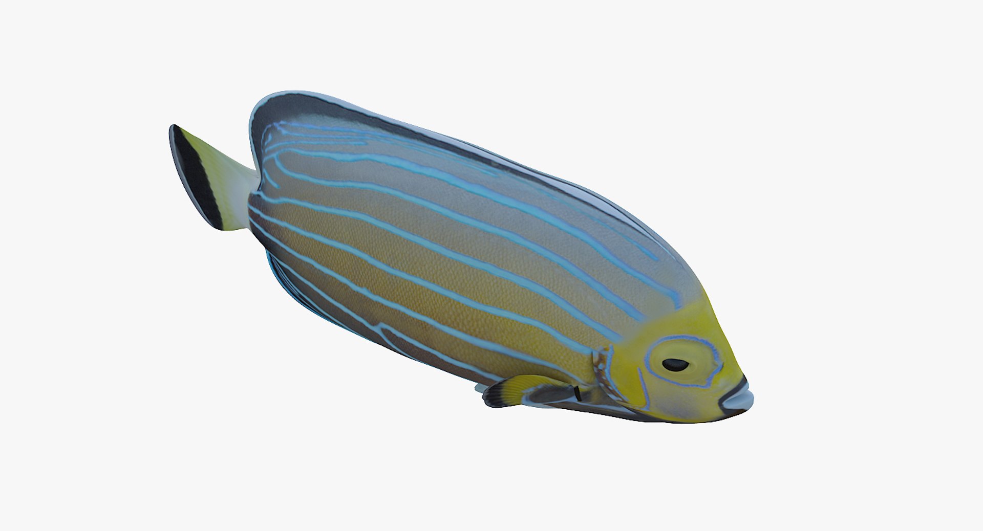 3D Fish Model - TurboSquid 1275754