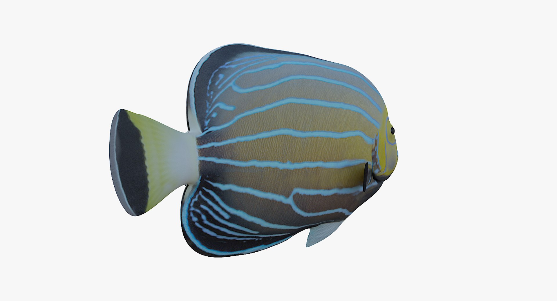 3D Fish Model - TurboSquid 1275754