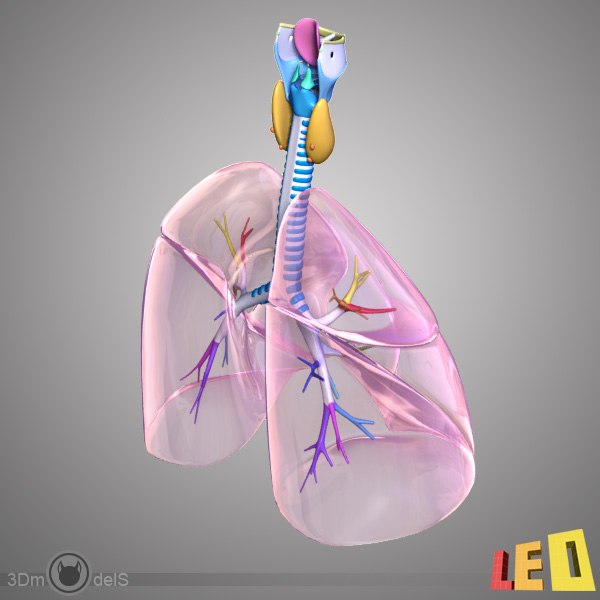 3d model respiratory anatomy lung