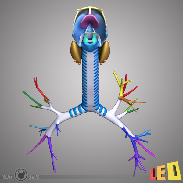 3d model respiratory anatomy lung