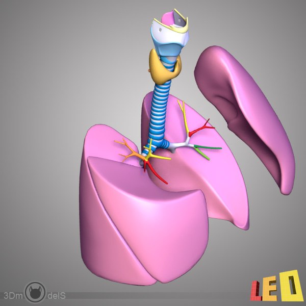 3d model respiratory anatomy lung