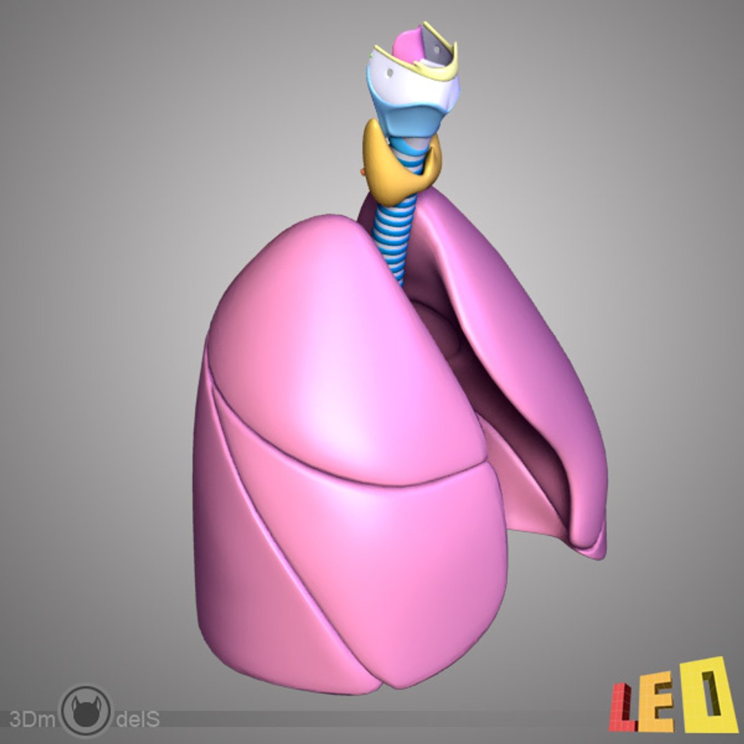 3d Model Respiratory Anatomy Lung