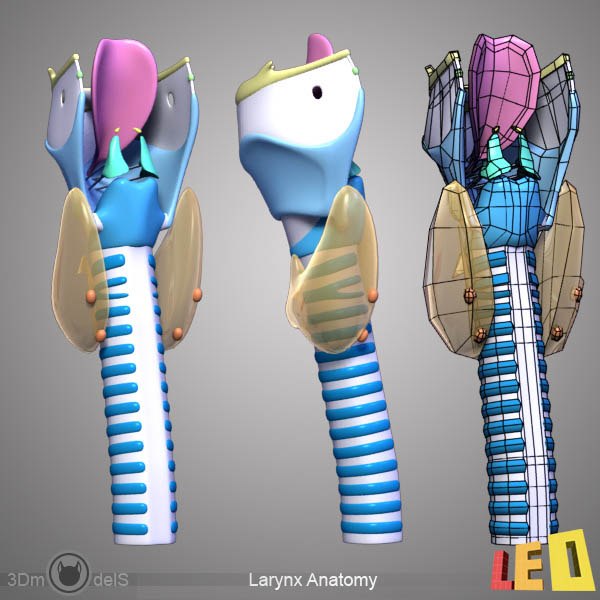 3d model respiratory anatomy lung
