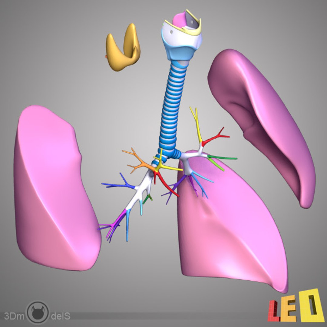 3d Model Respiratory Anatomy Lung