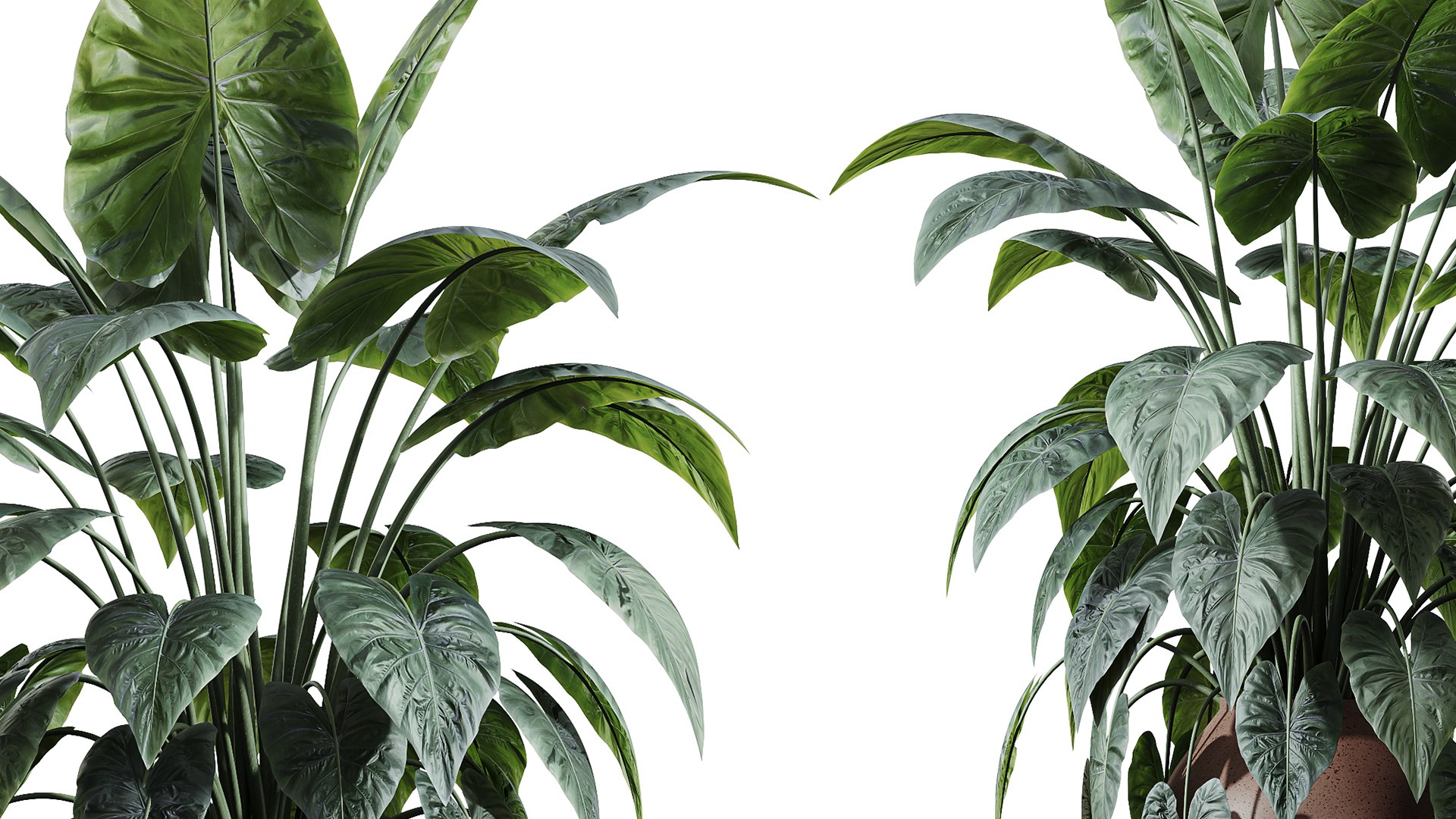 AV HousePlants 3D Model - TurboSquid 2347579