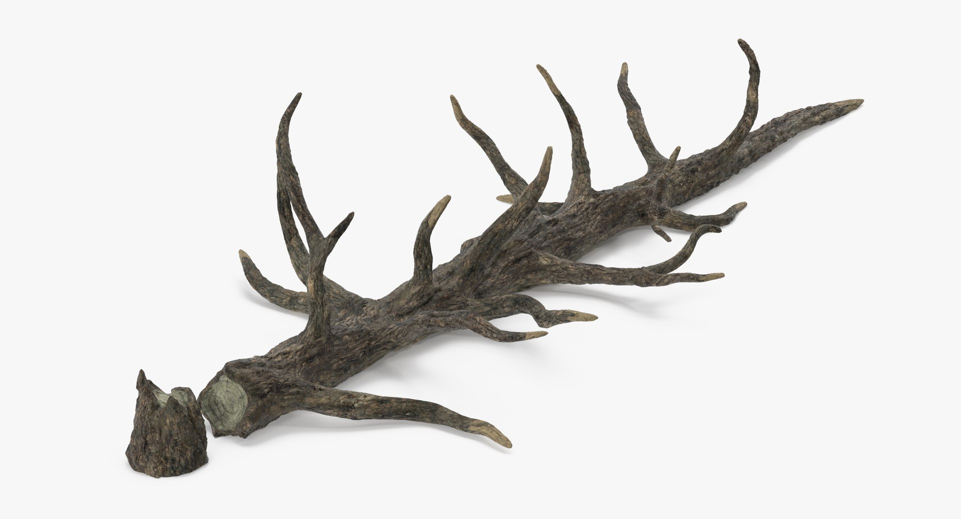 Fallen Tree 3d Model