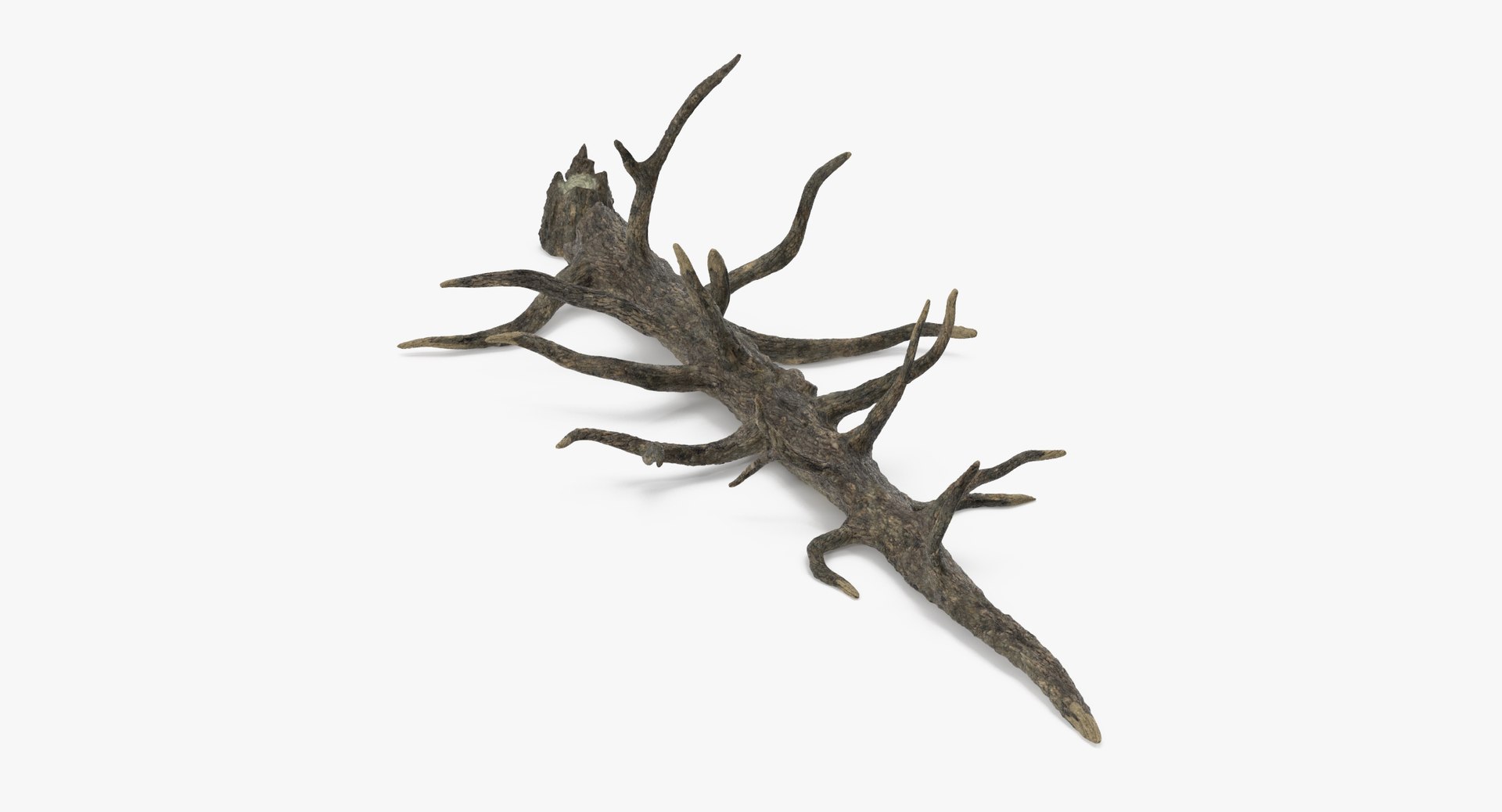 Fallen Tree 3d Model