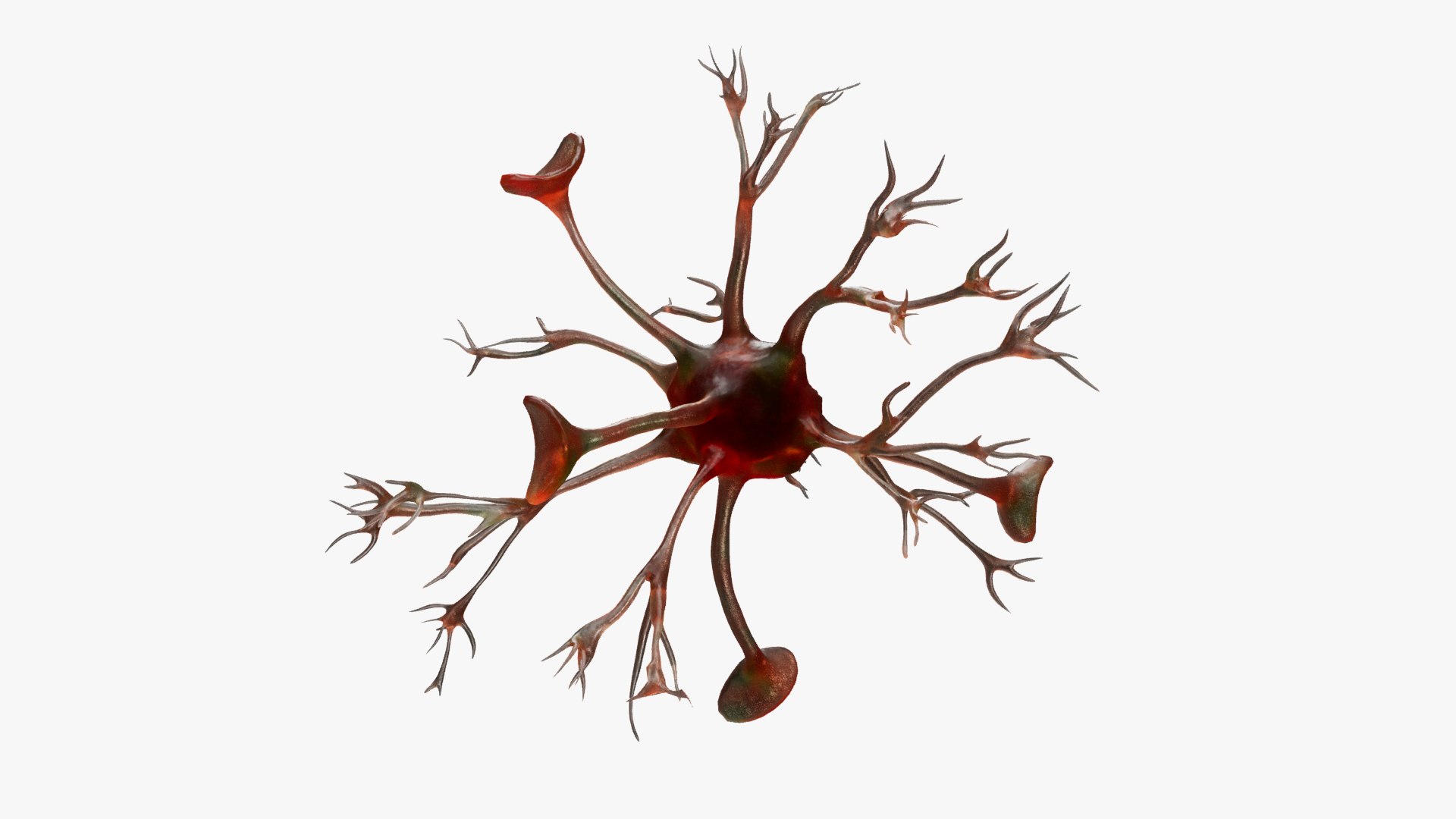 3D Astrocyte 3d Model - TurboSquid 1931337