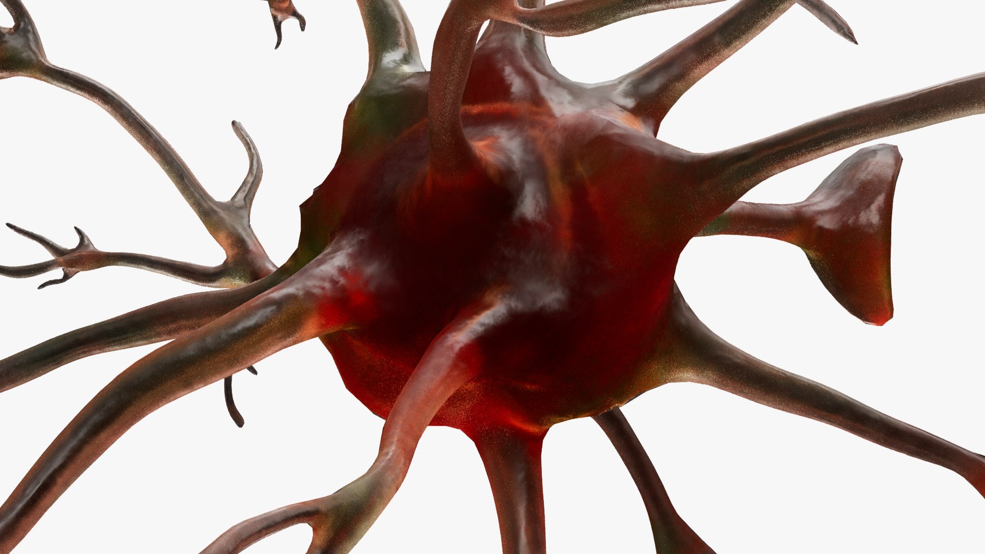 3D Astrocyte 3d Model - TurboSquid 1931337