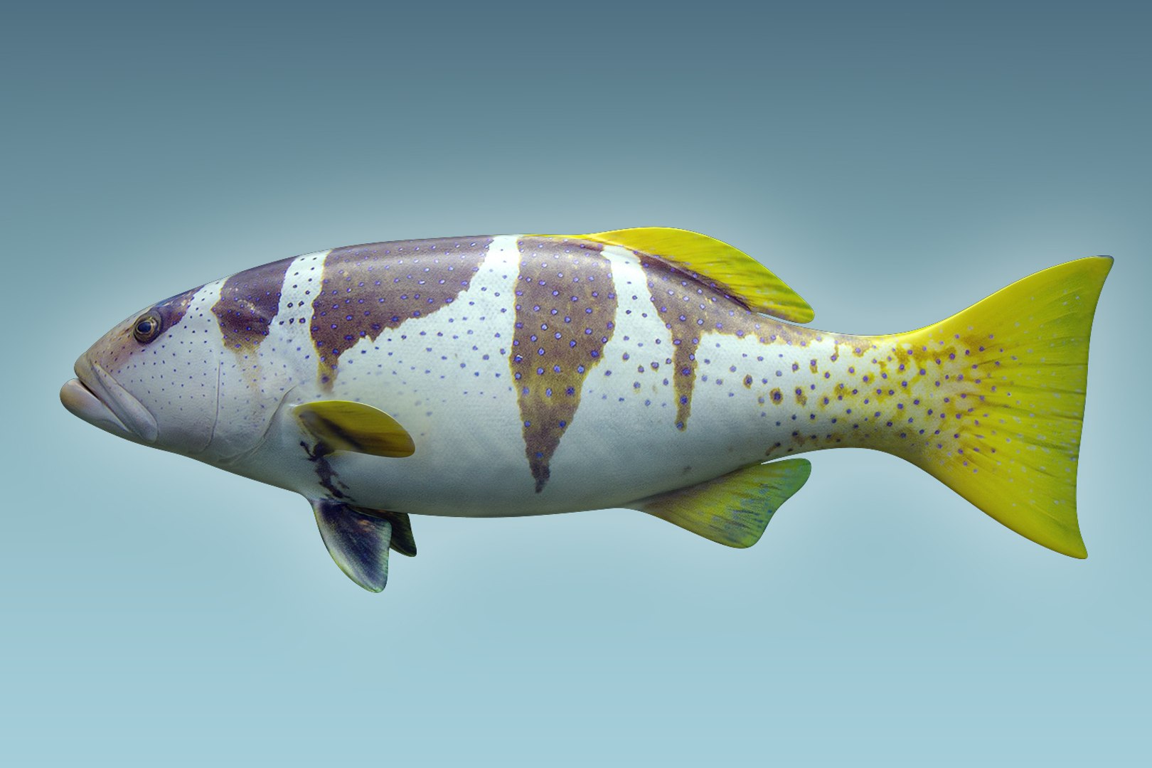 Plectropomus Laevis 3D Model - TurboSquid 1208925