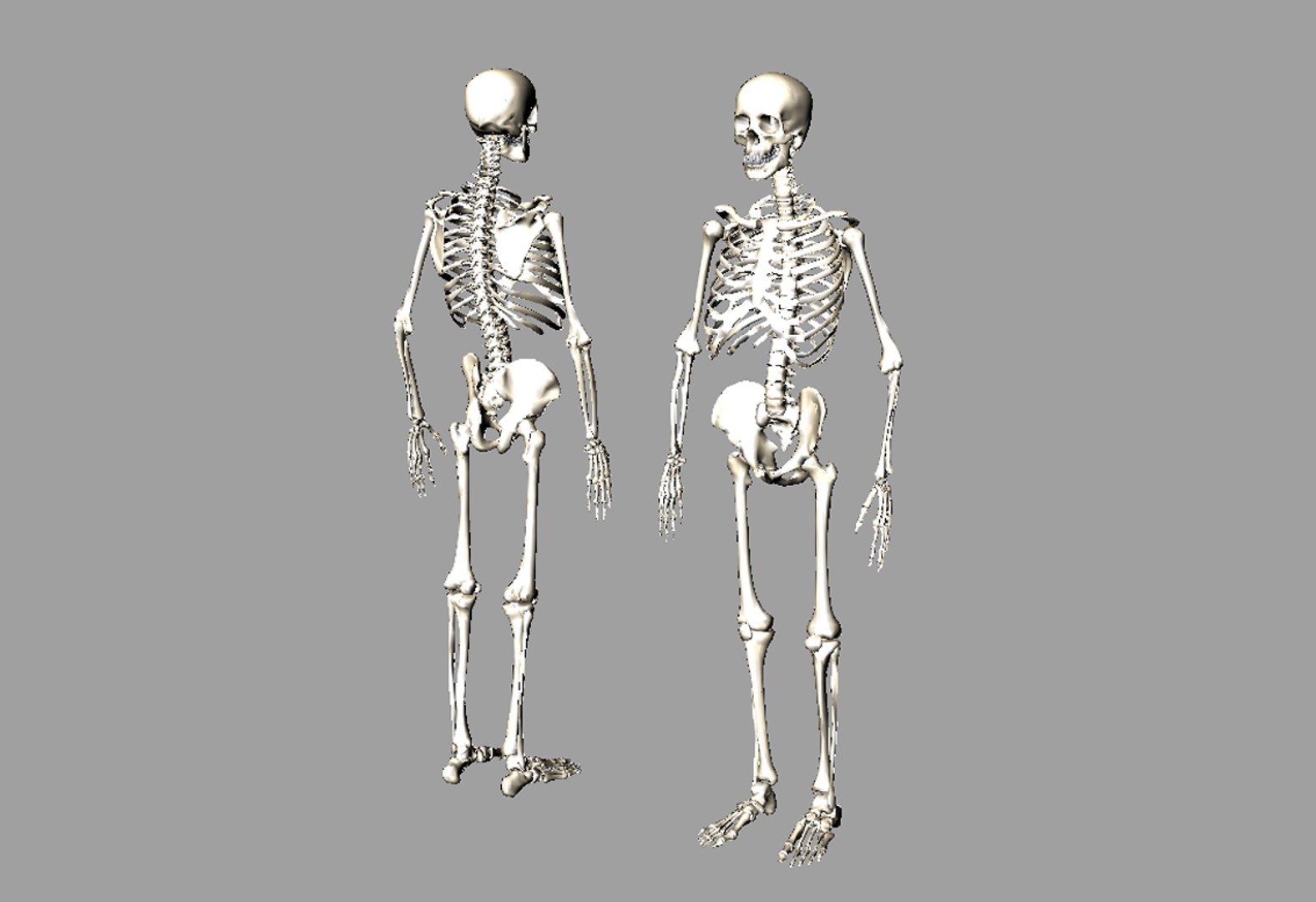 3ds Human Skeleton Realistic