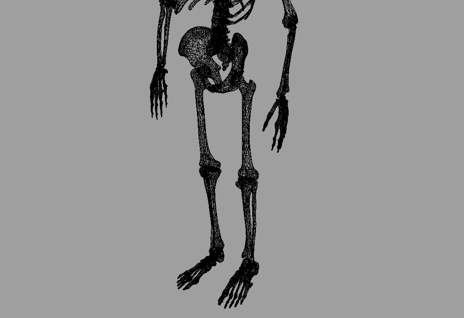 3ds Human Skeleton Realistic