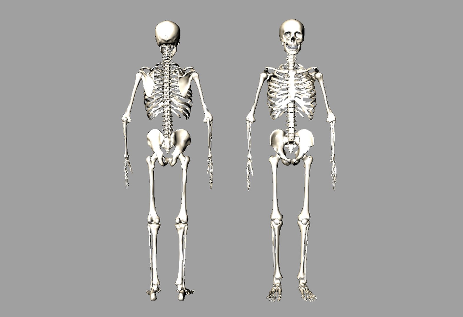 3ds Human Skeleton Realistic