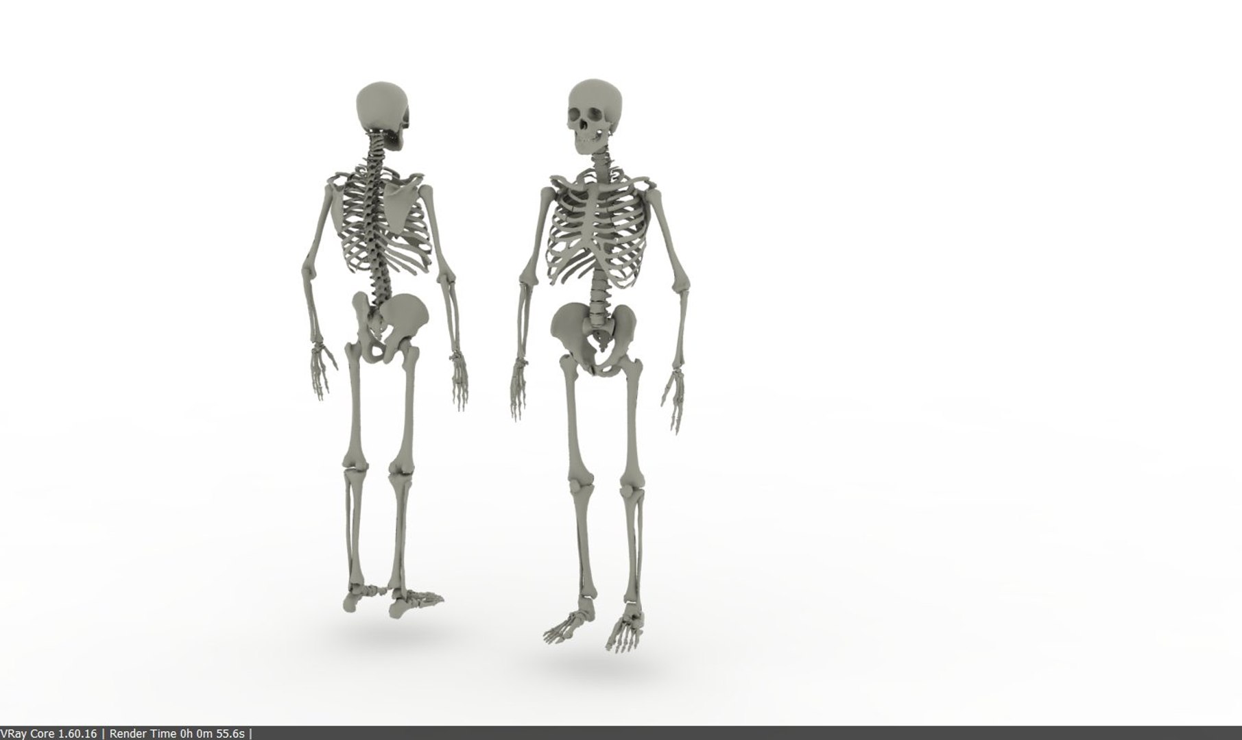 3ds Human Skeleton Realistic