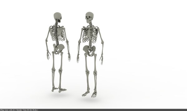 3ds human skeleton realistic