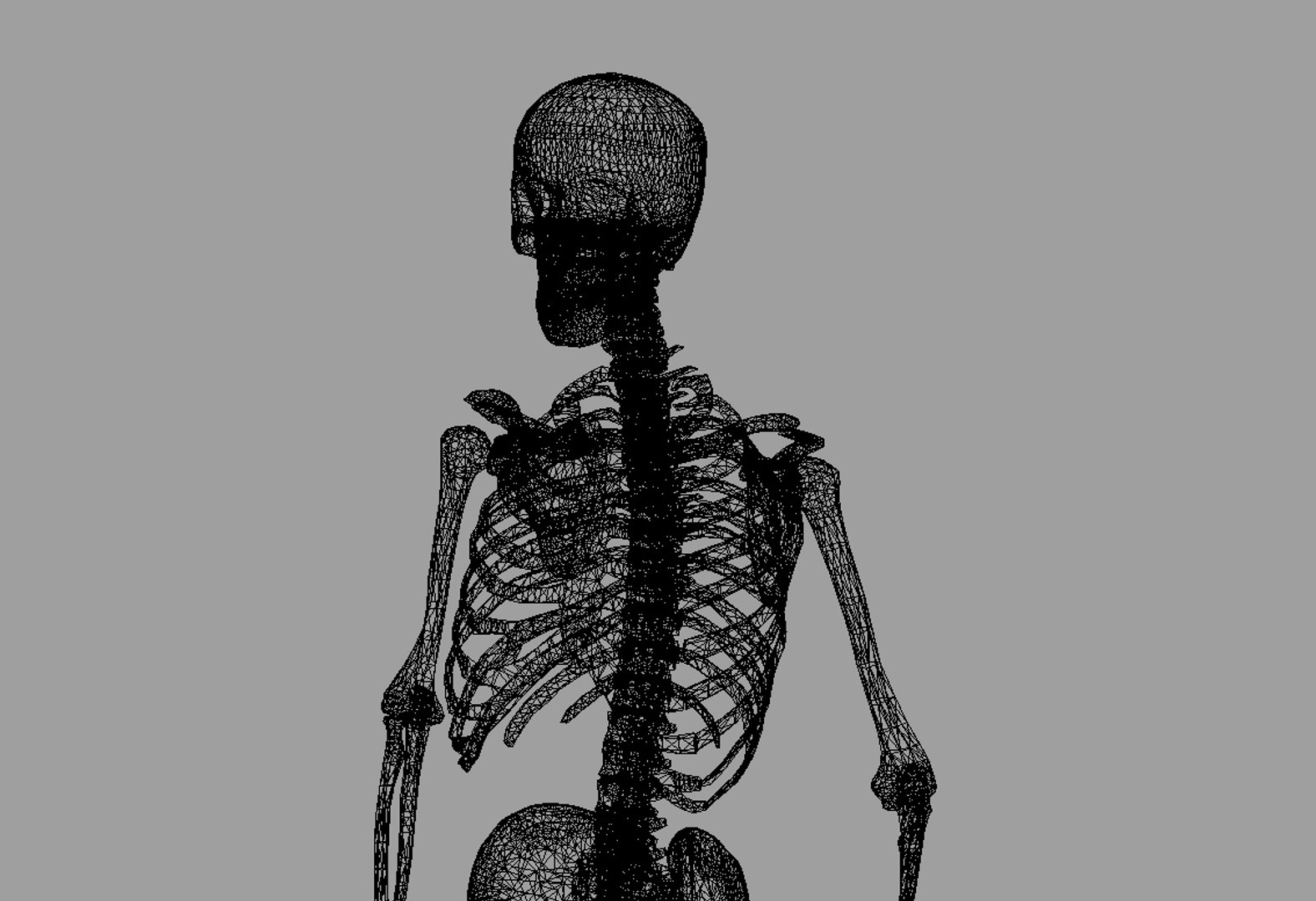 3ds Human Skeleton Realistic
