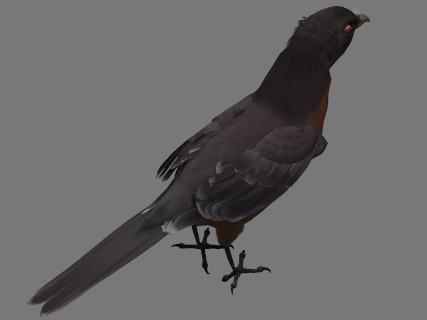 3d Pigeon Passenger Model