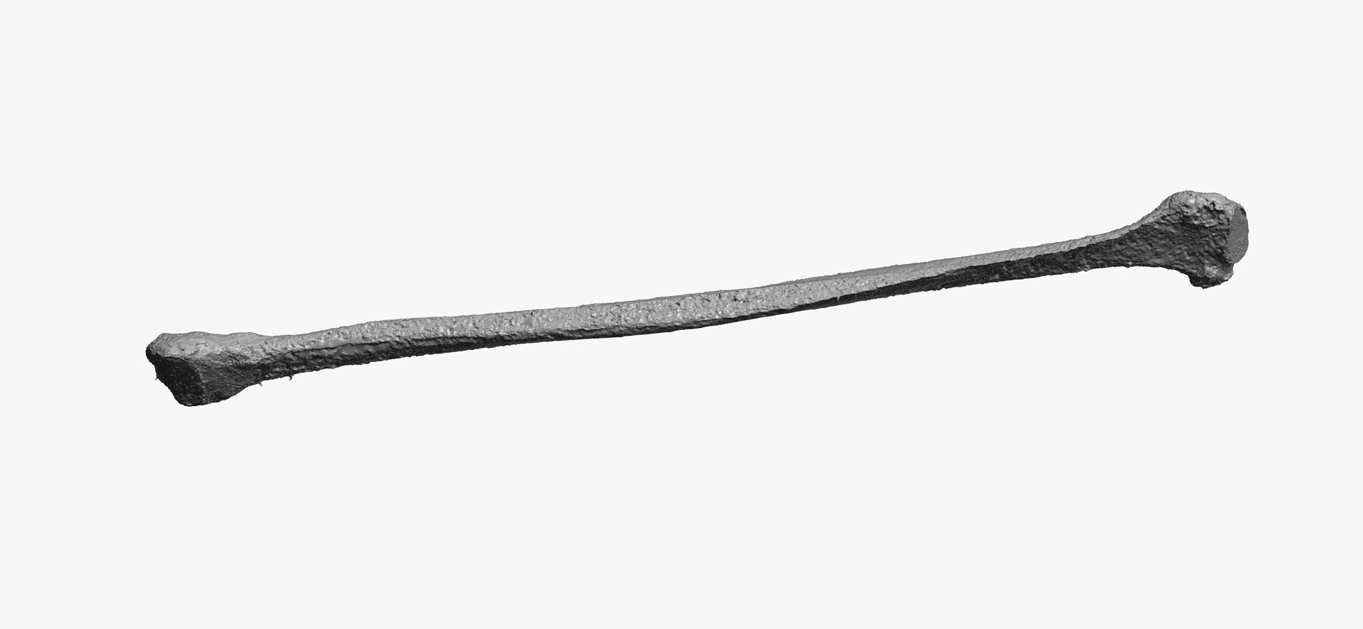 3D Pavian Monkey Male Fibula Bone 01 RAW Scan - TurboSquid 1715470