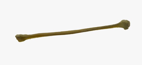 3D Pavian Monkey Male Fibula Bone 01 RAW Scan - TurboSquid 1715470