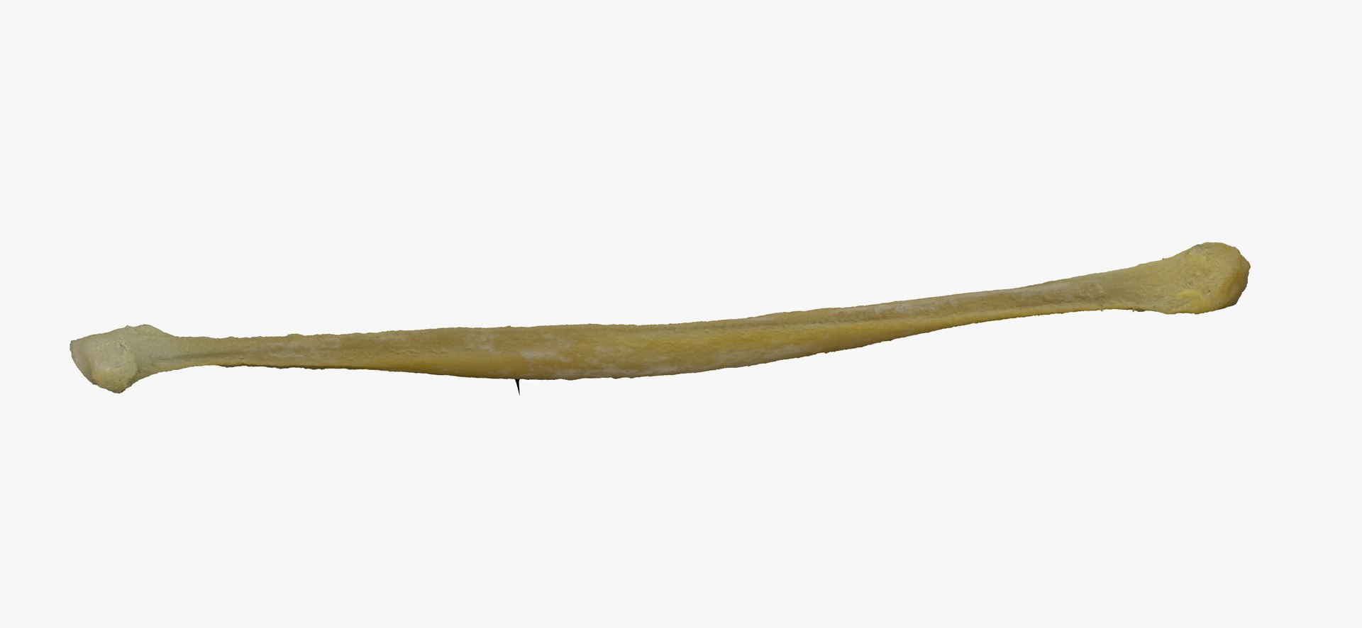 3D Pavian Monkey Male Fibula Bone 01 RAW Scan - TurboSquid 1715470