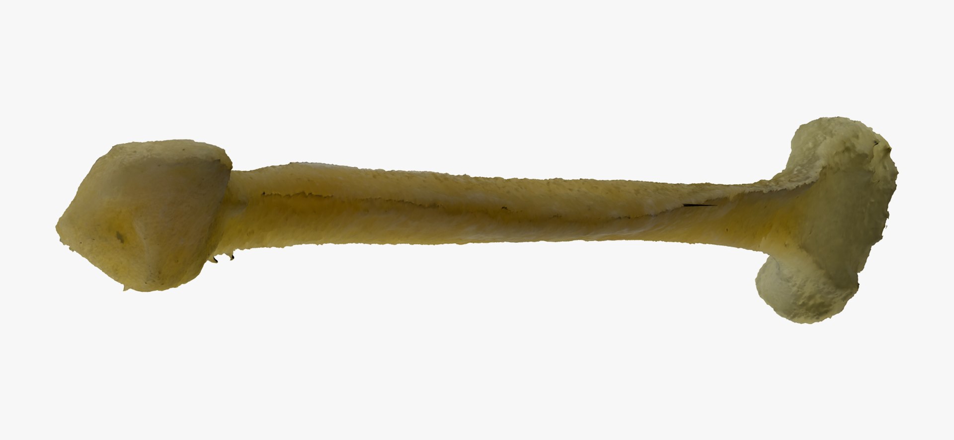 3D Pavian Monkey Male Fibula Bone 01 RAW Scan - TurboSquid 1715470