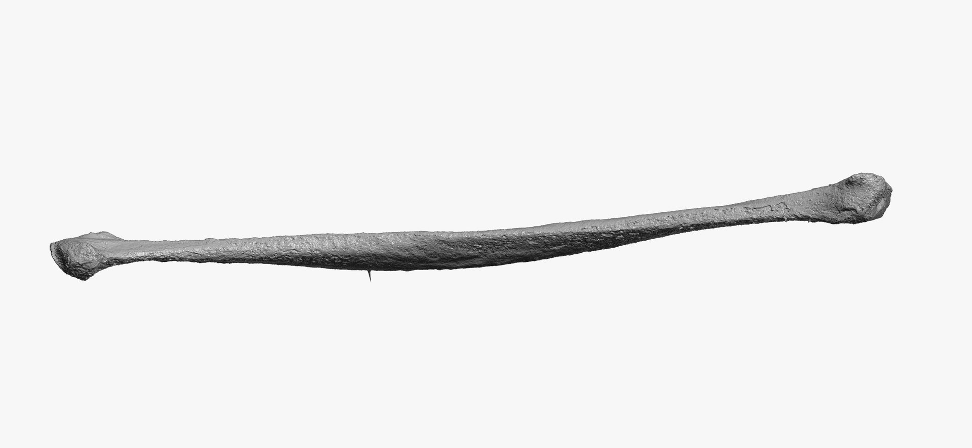 3D Pavian Monkey Male Fibula Bone 01 RAW Scan - TurboSquid 1715470