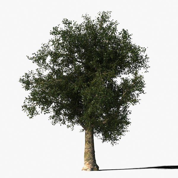 platanus tree bark max