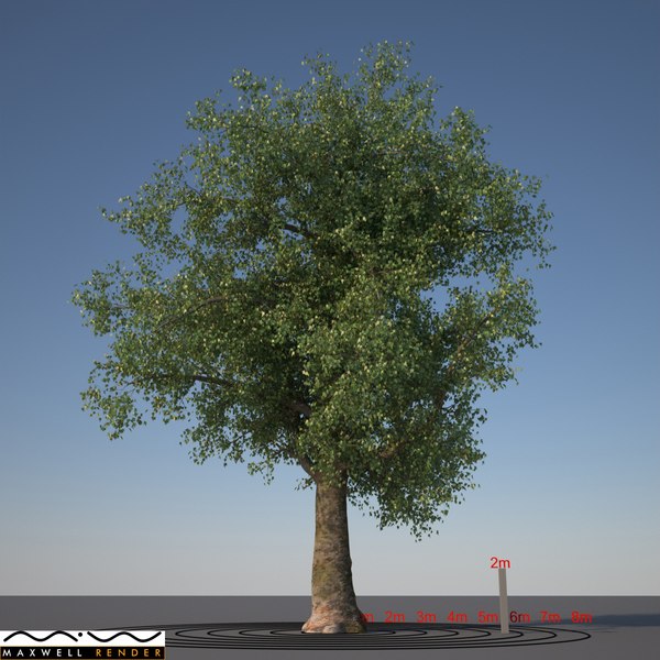 platanus tree bark max