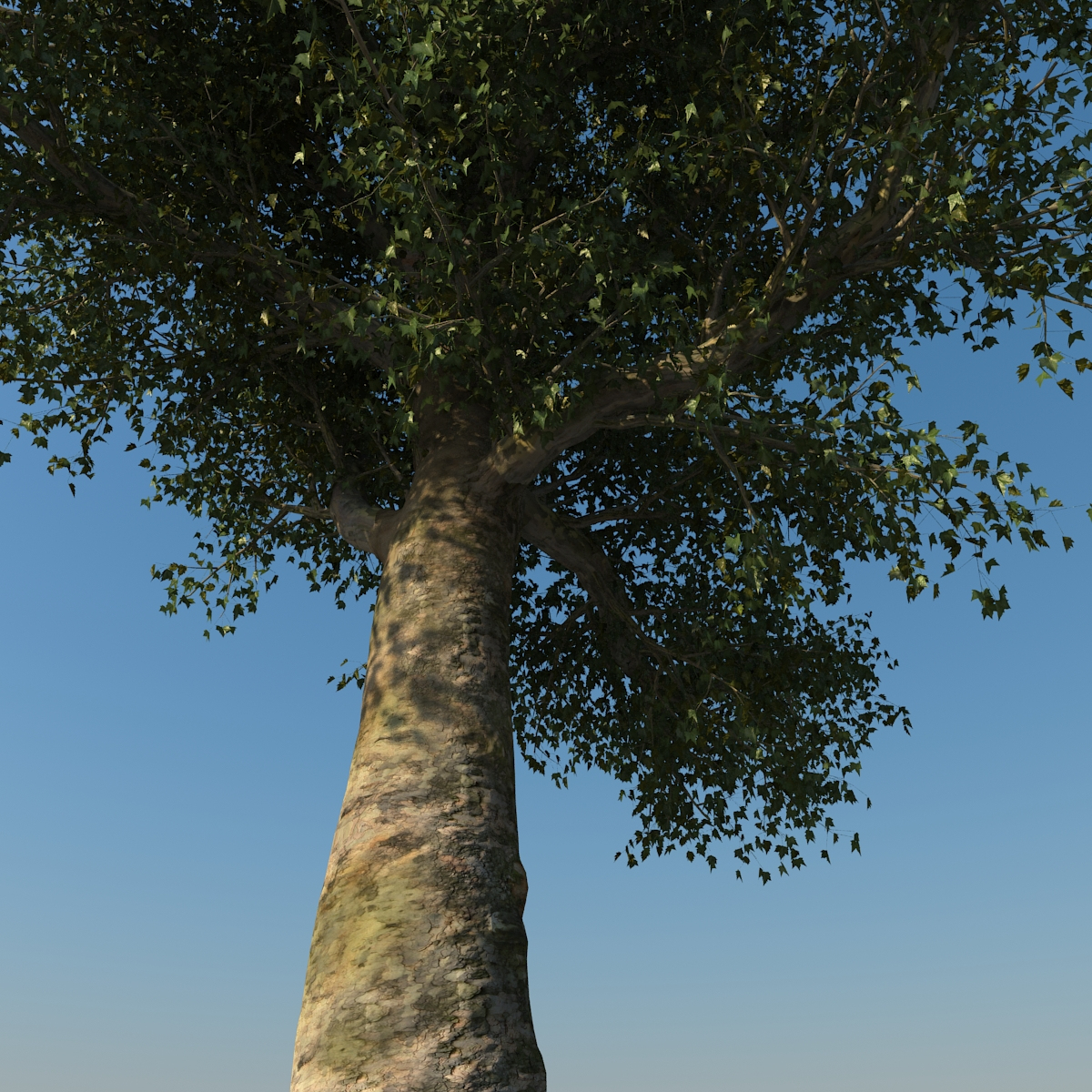 platanus tree bark max