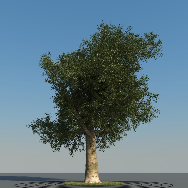 platanus tree bark max