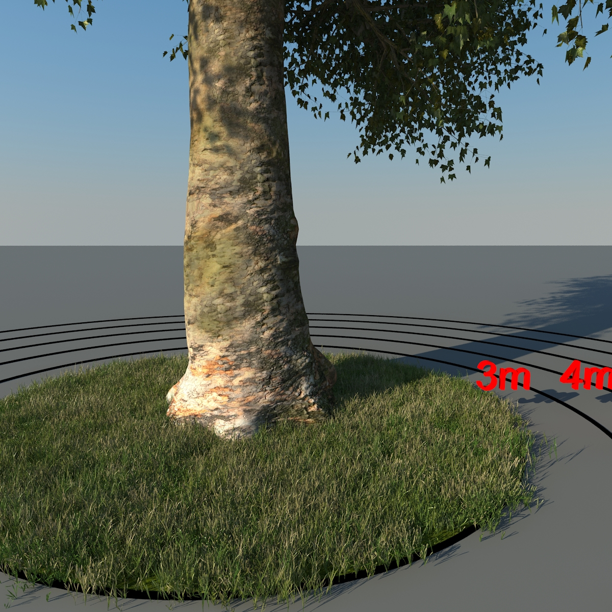 platanus tree bark max