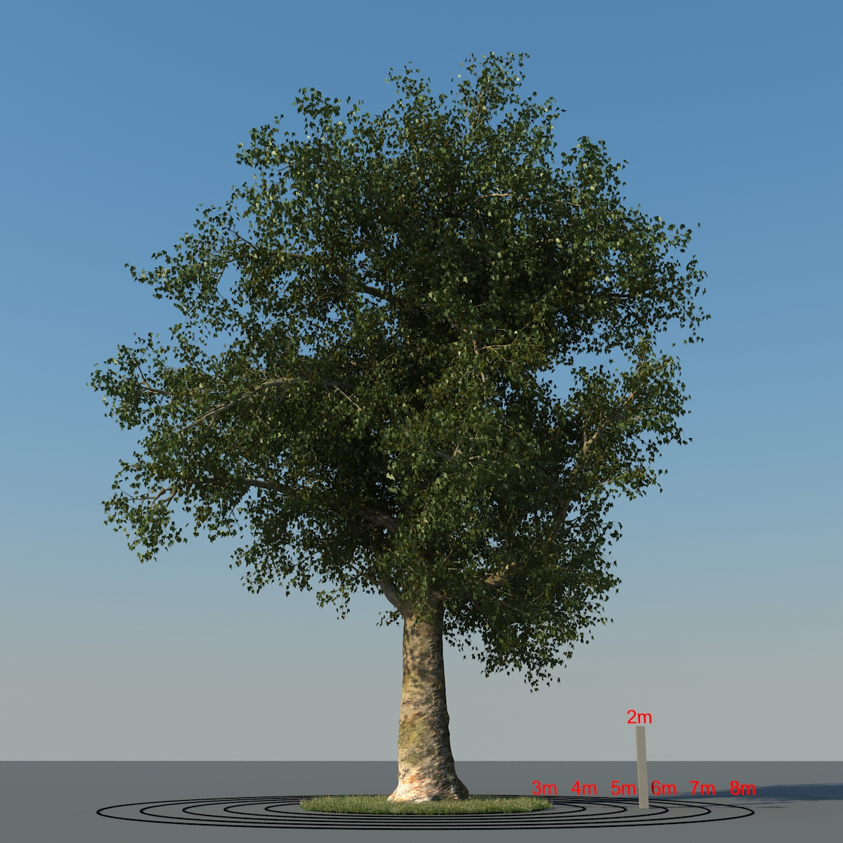 platanus tree bark max