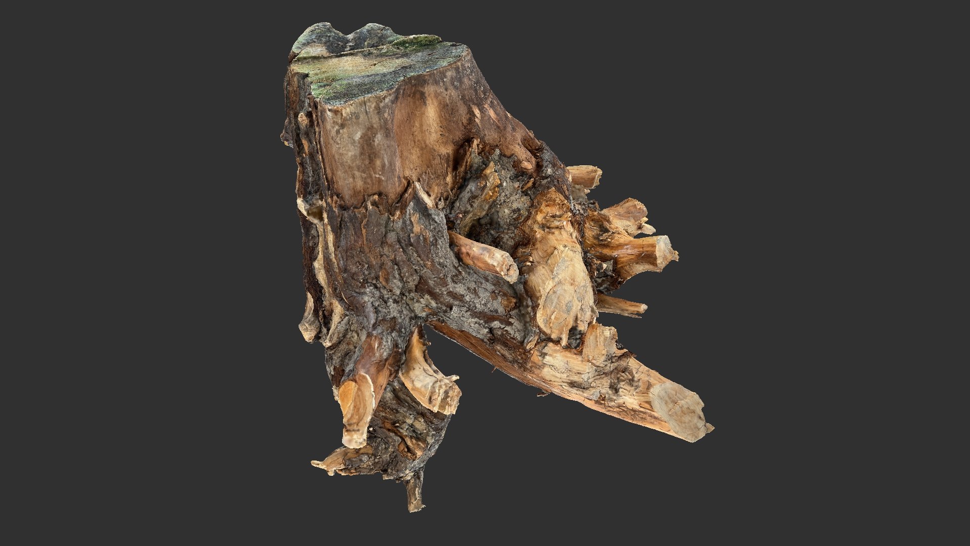 3D Tree Root 3D Scan - TurboSquid 2147319