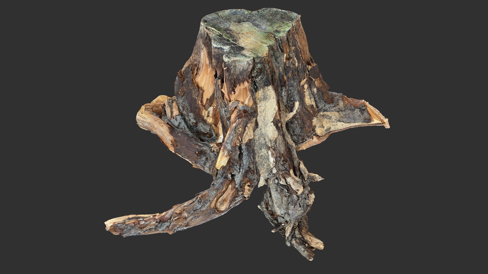 3D Tree Root 3D Scan - TurboSquid 2147319