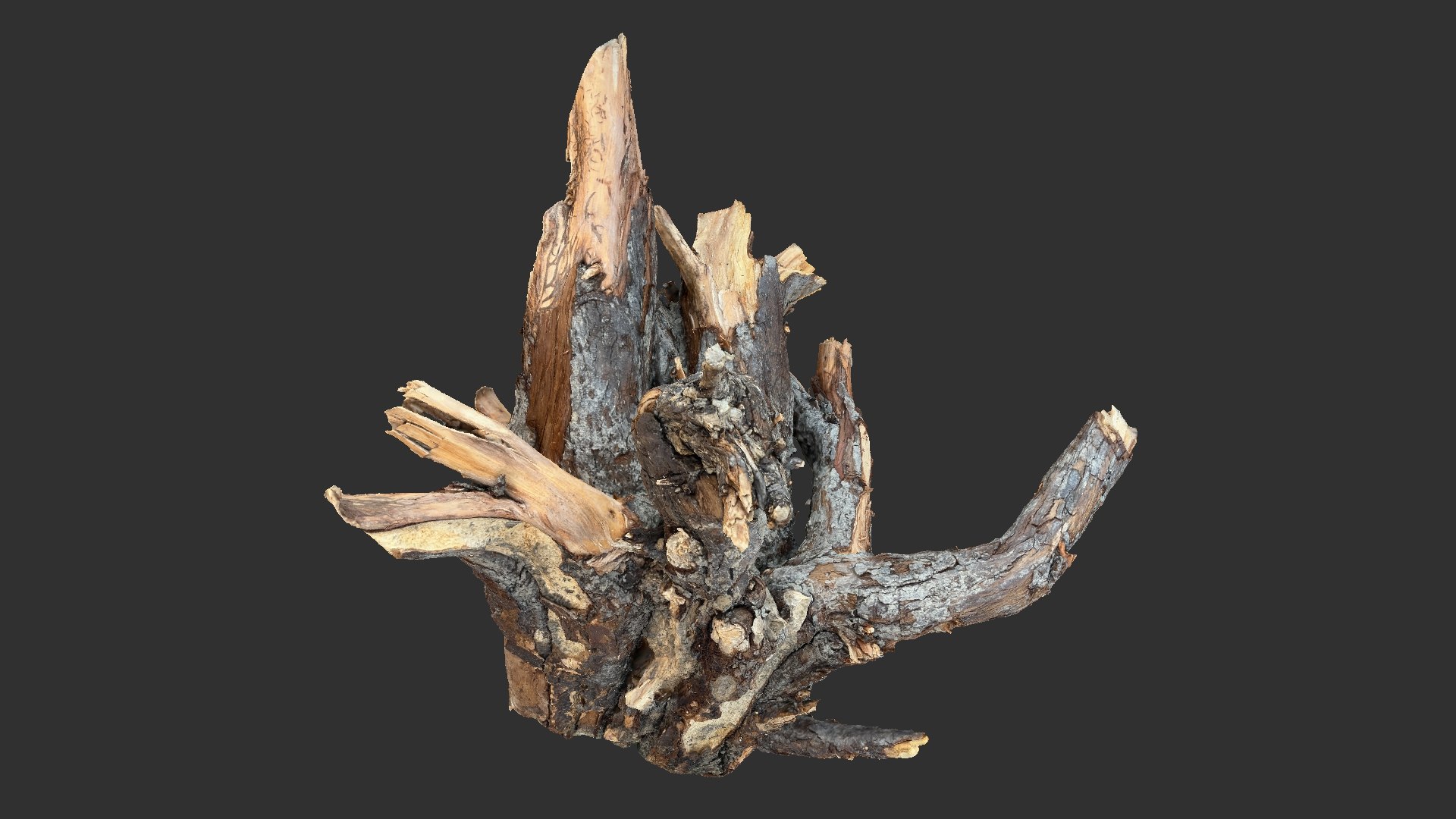 3D Tree Root 3D Scan - TurboSquid 2147319