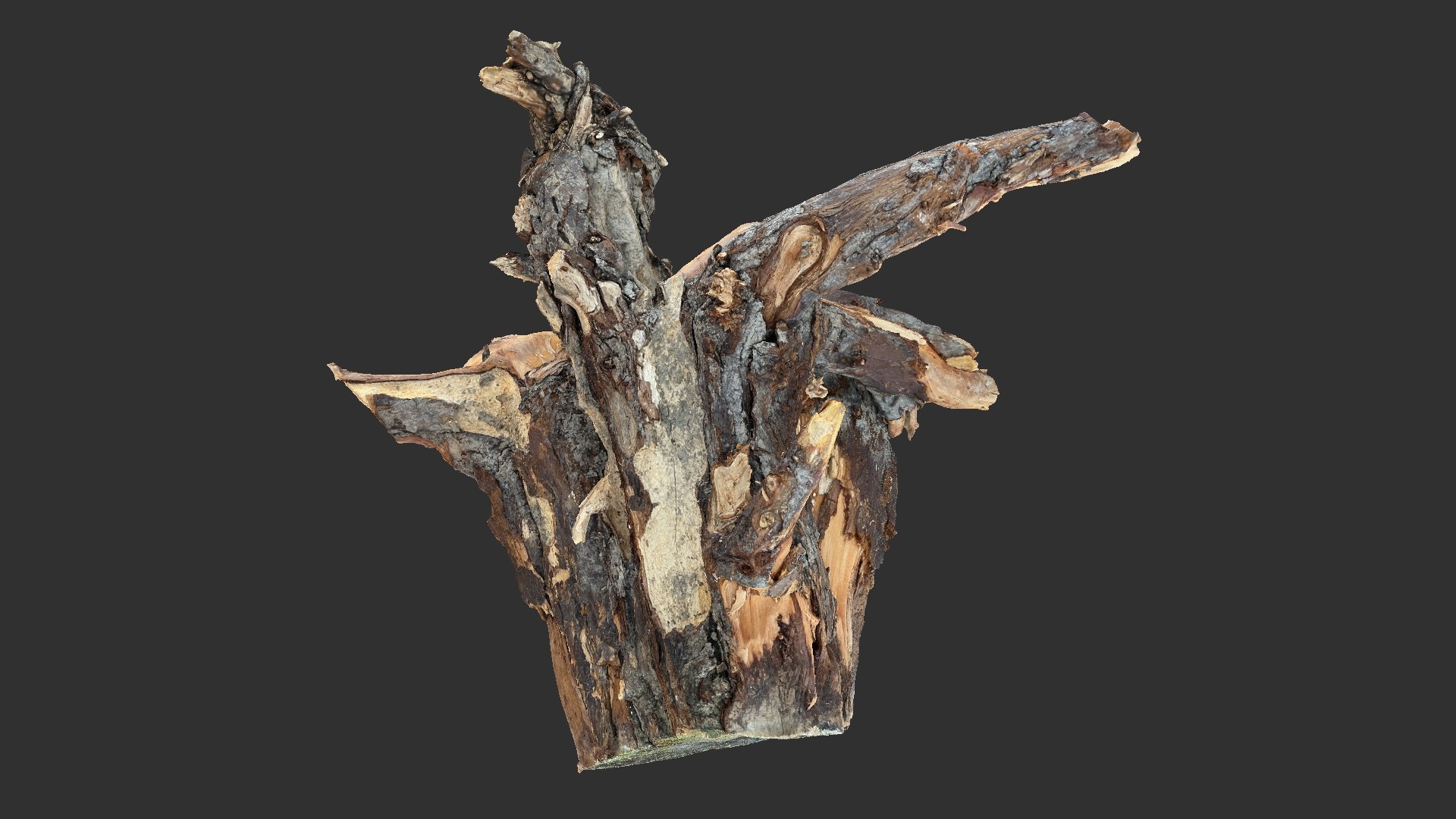 3D Tree Root 3D Scan - TurboSquid 2147319