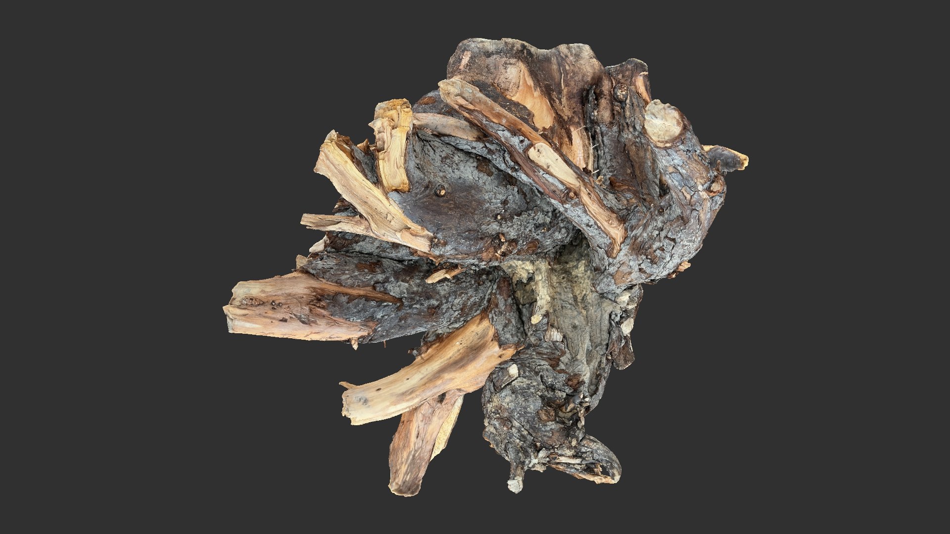 3D Tree Root 3D Scan - TurboSquid 2147319
