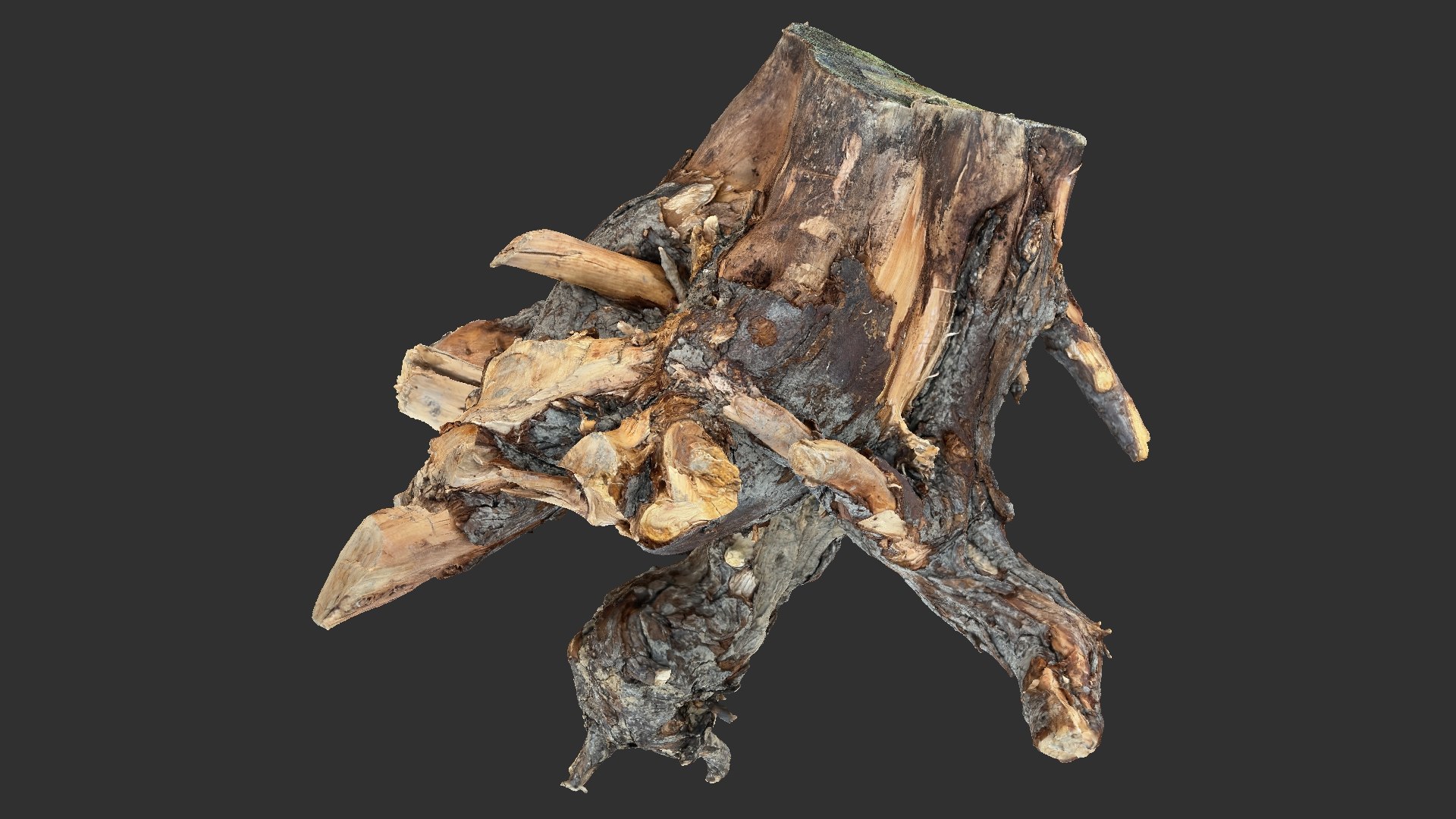 3D Tree Root 3D Scan - TurboSquid 2147319