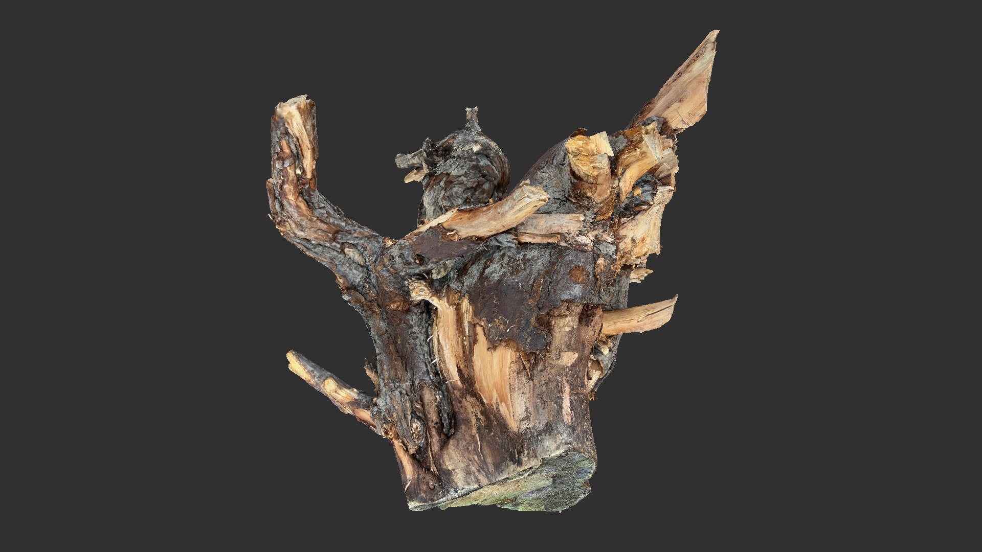 3D Tree Root 3D Scan - TurboSquid 2147319