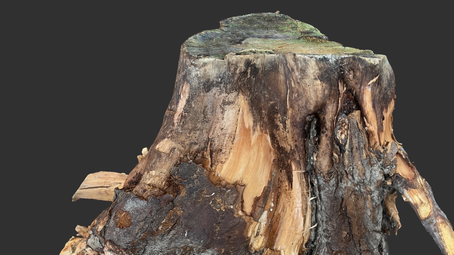 3D Tree Root 3D Scan - TurboSquid 2147319