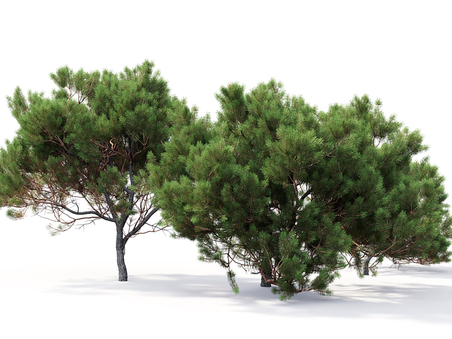 3D Pine Tree Model - TurboSquid 1694670