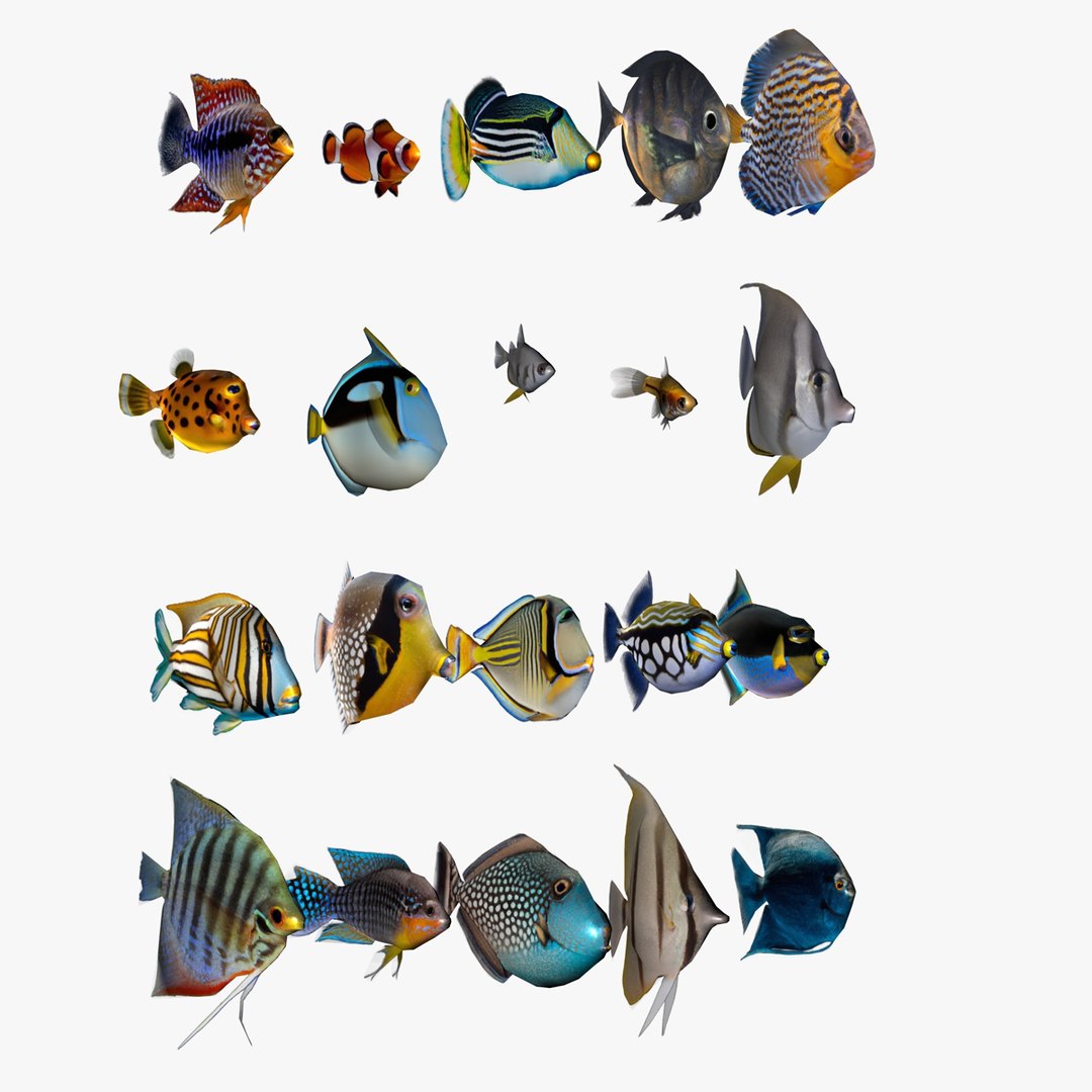 20 Animated Low Poly Fish 3D - TurboSquid 2129739