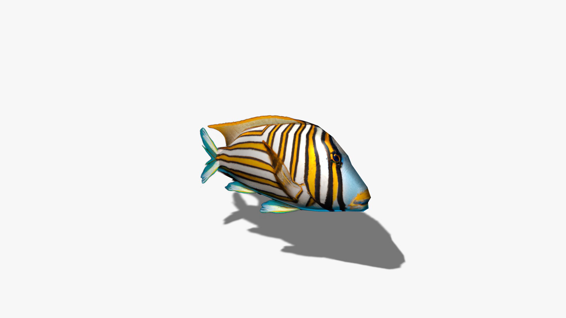 20 Animated Low Poly Fish 3D - TurboSquid 2129739