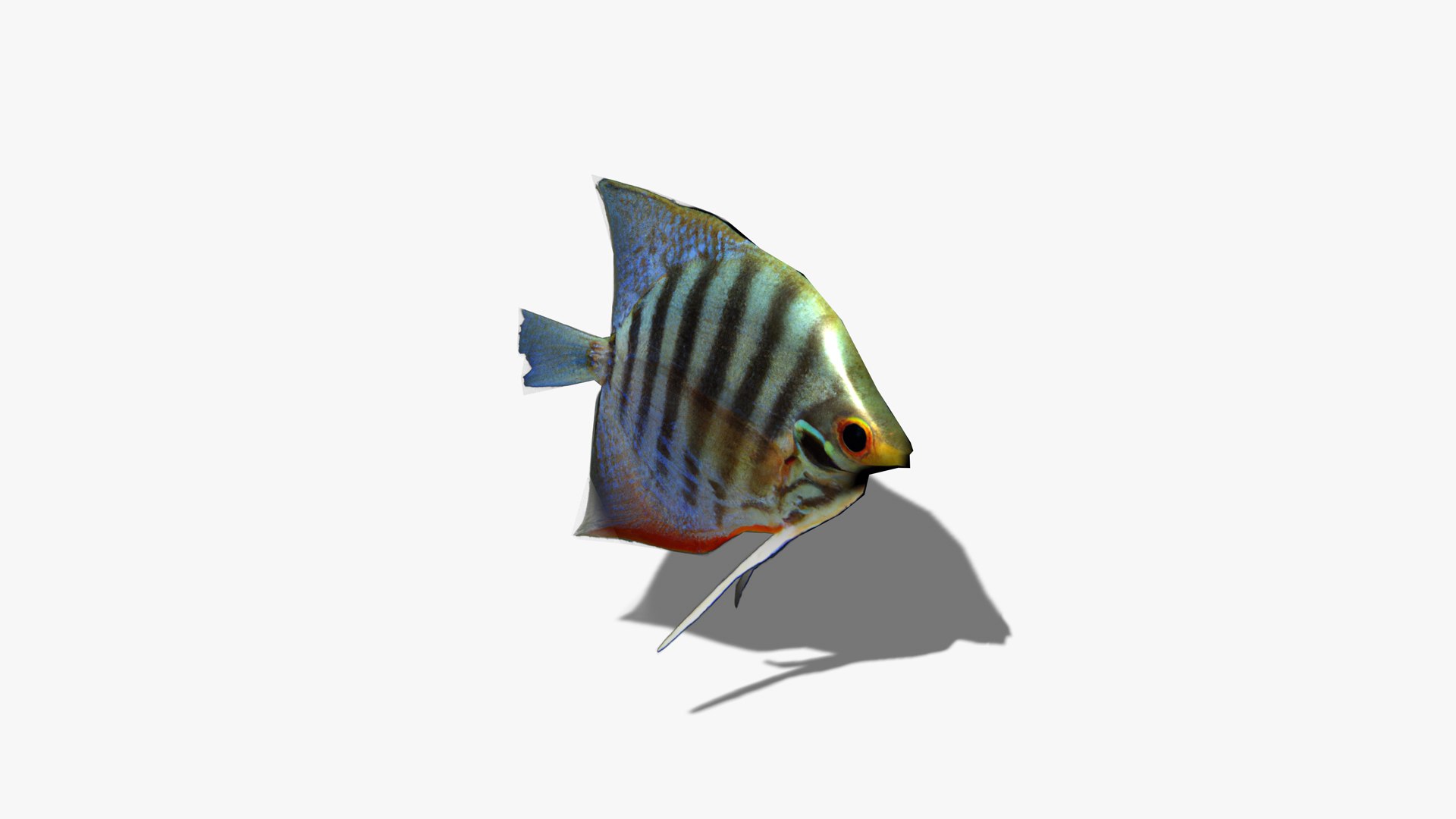 20 Animated Low Poly Fish 3D - TurboSquid 2129739