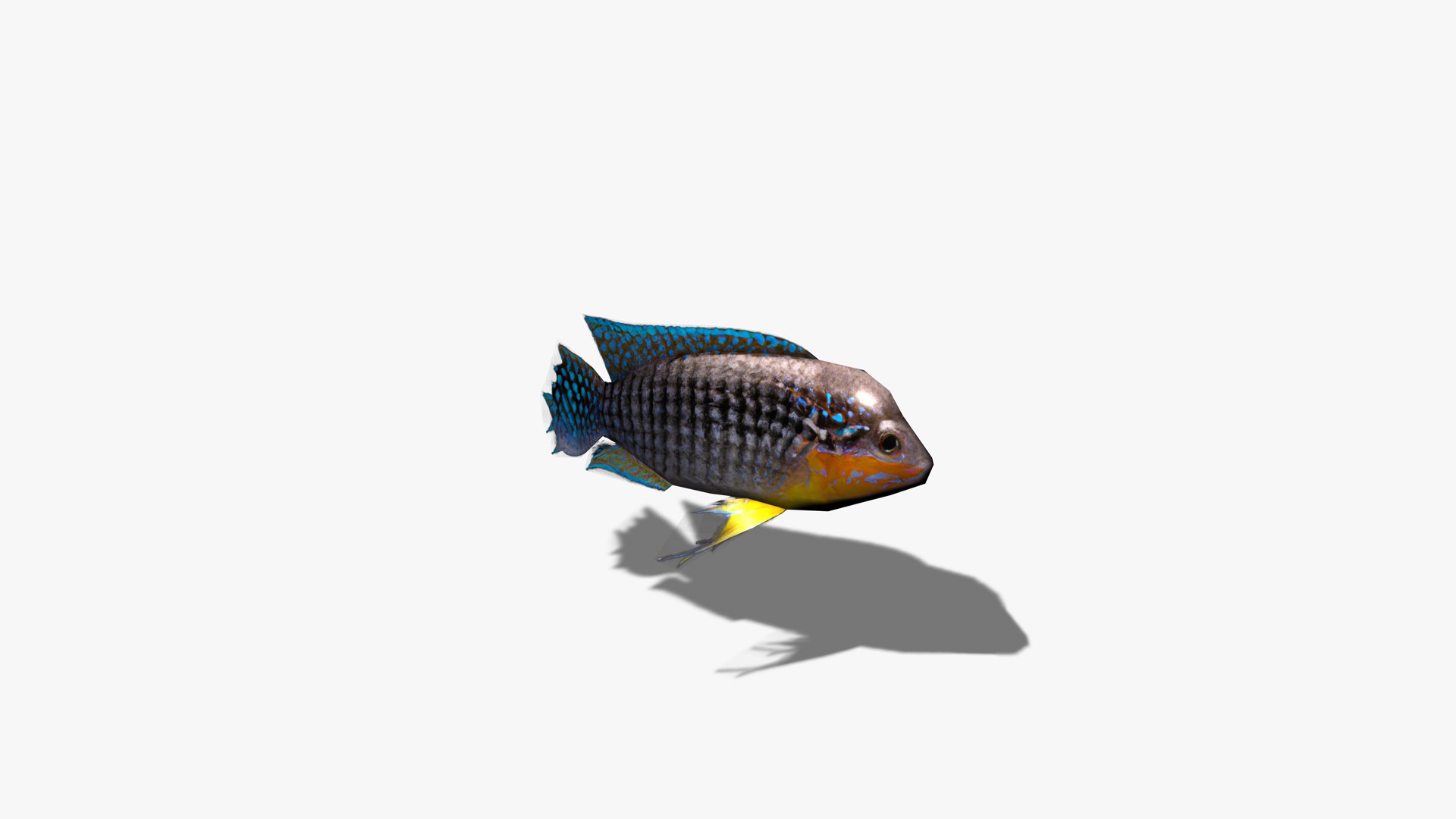 20 Animated Low Poly Fish 3D - TurboSquid 2129739